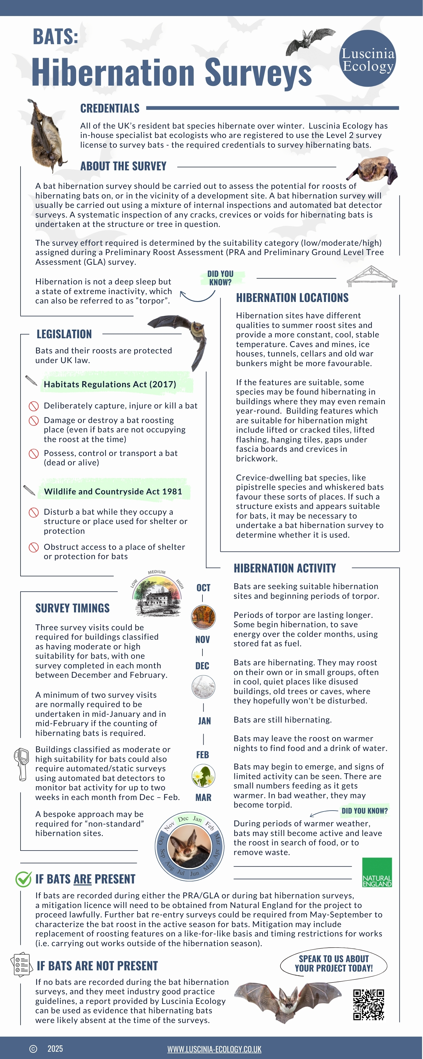 Luscinia Ecology Ltd-Bat Hibernation Survey Infographic 2025 (1)