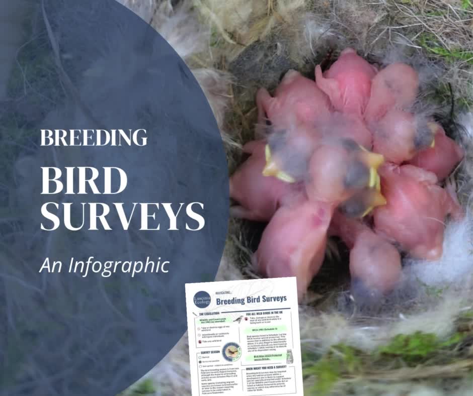 Luscinia Ecology Ltd-navigating-breeding-bird-surveys-infographic-cover ...